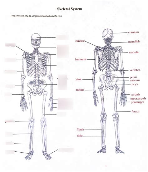 Skeletal System Diagram Quizlet