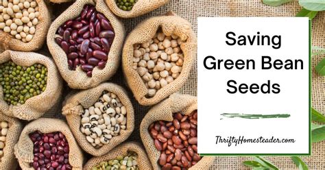 How To Dry Green Bean Seeds For Storage And Future Planting