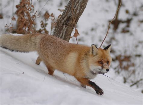 다 자라도 최대 10kg… “한국 여우 사람 변신 힘들어요”