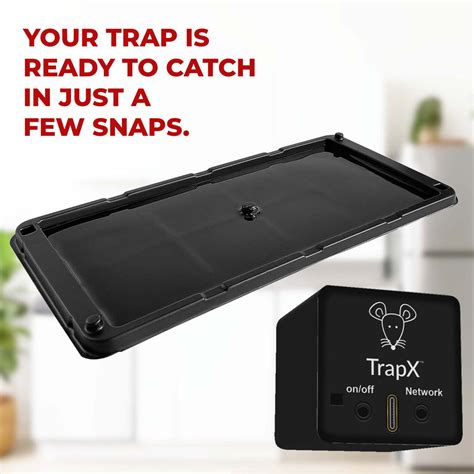 The Dangers Of D Con Mouse Poisoning What You Need To Know Trapx
