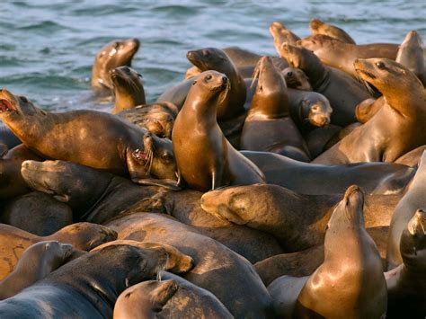 Download California Sea Lions Gathering Wallpaper