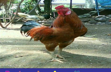Bukan Doktor Veterinar Penternakan Ayam Kampung
