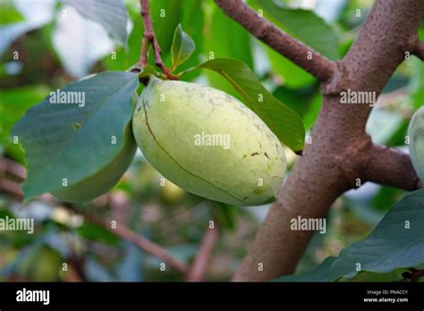 Fruit Of The Common Pawpaw Asimina Triloba Growing On A Tree Stock