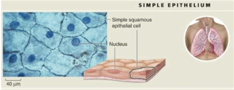 Exam 3 Bio 163 Flashcards Quizlet