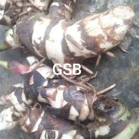 Jual Umbi Ganyong Putih Segar 500 Gram Shopee Indonesia