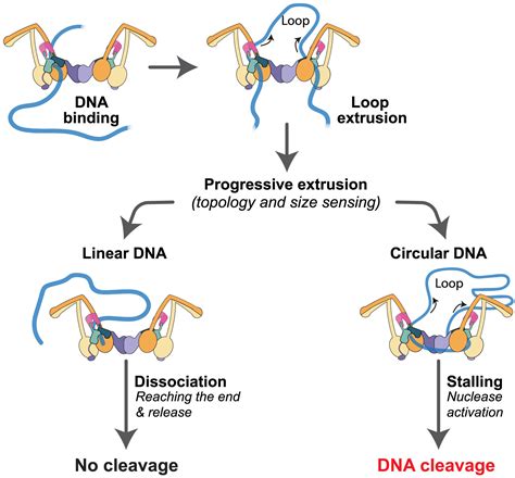 Loop Extrusion Mediated Plasmid Dna Cleavage By The Bacterial Smc Wadjet Complex Molecular Cell