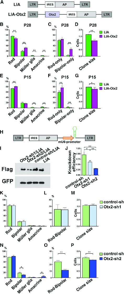 The Effect Of Otx2 Dosage On Cell Fate Specification Of Rod Download Scientific Diagram