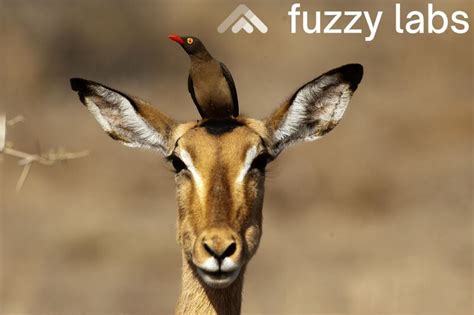 Mlops Cybersecurity Llm Llmops Purpleteaming Fuzzy Labs