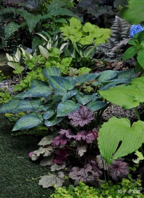 点亮阴暗的角落 阴生花园植物指南 知乎
