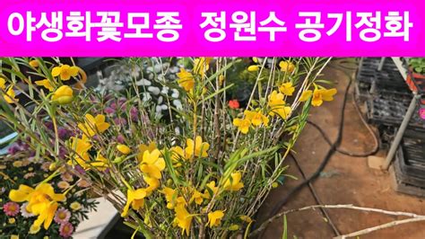 야생화꽃모종 다년생꽃모종 노지월동식물 지피식물 반려식물 Youtube