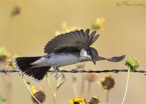 Eastern Kingbird And Barn Swallow In Flight Feathered Photography