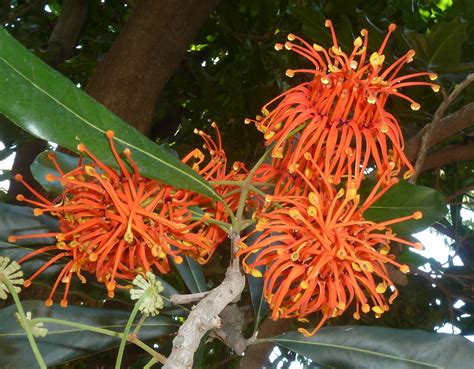 Firewheel Tree Stenocarpus Sinuatus Care Guide Pests Diseases