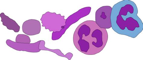Platelet Variants Medicine Libretexts