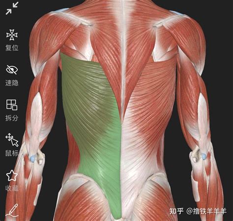 肌肉功能解剖：背阔肌 知乎