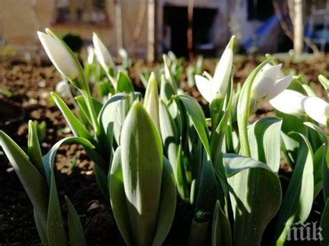 В първия ден на годината Кокичетата в Смолян цъфнаха Информационна агенция ПИК