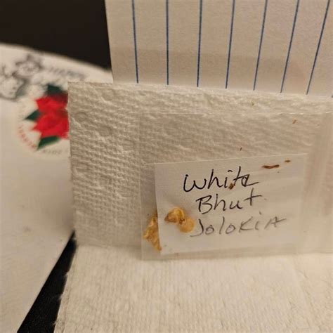 Pimenta De Neyde Pepper Seeds Pack Of 10 Etsy