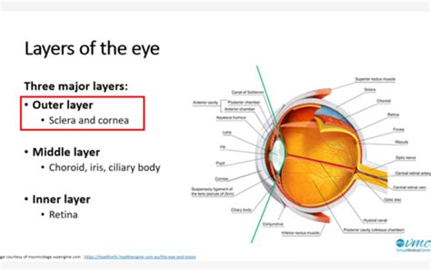 Ocular Administration 1 Sterile Products Flashcards Quizlet