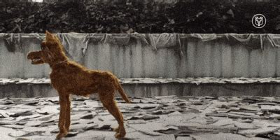 Back And Forth S Find And Share On Giphy