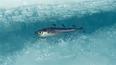 Noise Pollution From Ships May Scare Arctic Cod From Feeding Grounds