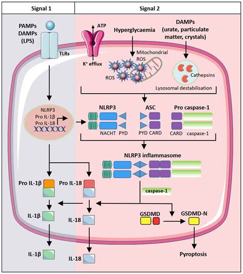 A Diagrammatic Representation Of Nlrp3 Inflammasome Activation Nlrp3