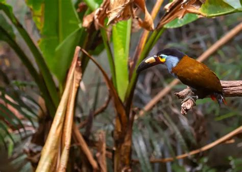 Plate Billed Mountain Toucans Information All About Wildlife