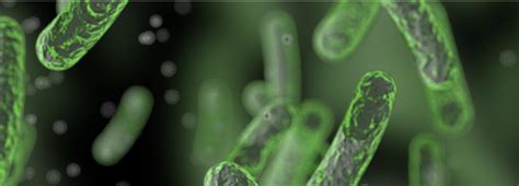 Contact Novel Bio Plasmid Dna Service And Technology — Novel Bio