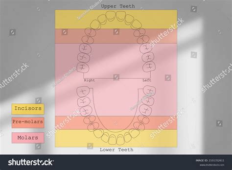 Teeth Numbering System Illustration Stock Illustration