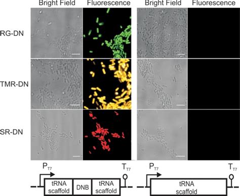 Dual Colour Imaging Of Rnas Using Quencher And Fluorophore Binding Aptamers Pmc