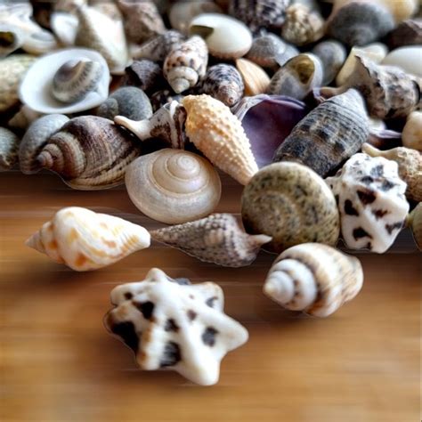 Tiny Seashells Etsy