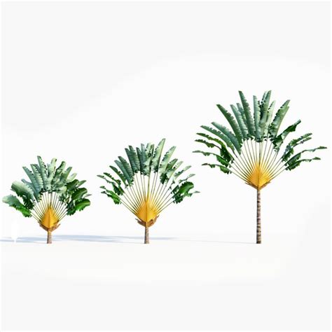 Tree SketchUp Models For Download TurboSquid Tree SketchUp Models For Download TurboSquid