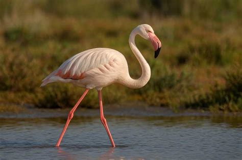 The Majestic Greater Flamingo An In Depth Exploration