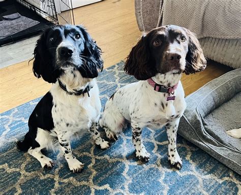 Philippa Hunt On Linkedin Double Trouble 😍 Princess Roxy Is Currently Under Assessment With An…