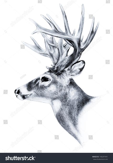 Deer Skull Side View Drawing