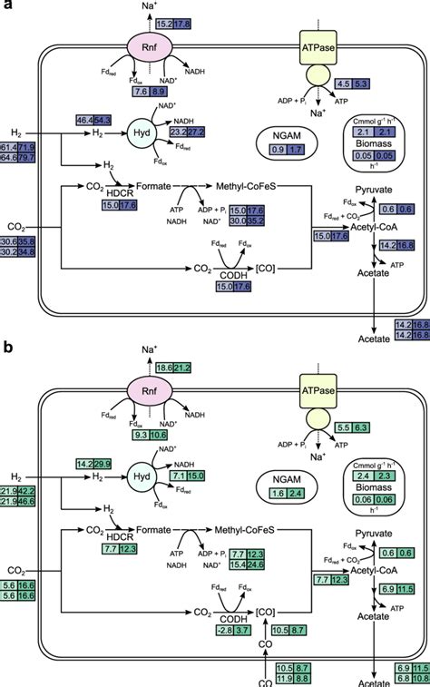Metabolic Flux Distributions Of A Woodii Chemostat Cultivations Depend