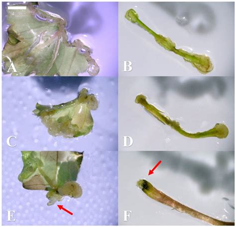 Callus Induction And Shoot Regeneration Using Different Explants Bar