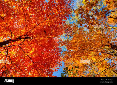 Two Species Of Trees Of A Different Color Of Autumn Leaves Bent Their Tops Stock Photo Alamy
