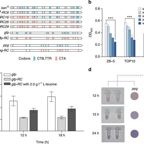 Effects Of The Frequency Of Leucine Rare Codon Cta On Protein Download Scientific Diagram