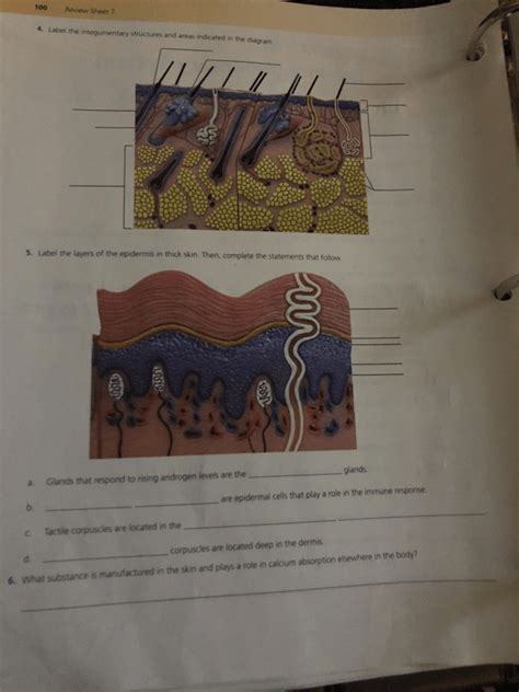 The Integumentary System Review Sheet Printable Templates Free
