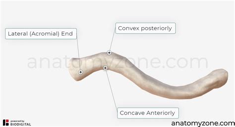 Clavicle Structures Muscle Attachments 3d Model Anatomyzone