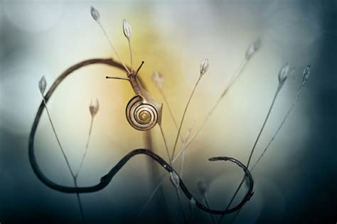 Inspiring Examples Of Macro Photography Web Design Ledger