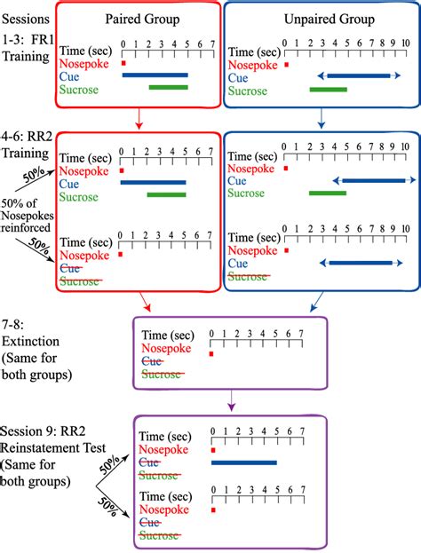 Diagram Of Behavioral Paradigm A Cue Induced Reinstatement Paradigm