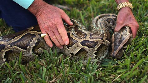 За пръв път Питон зачена непорочно Новини бг
