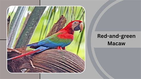 17 Types Of Macaws Different Species Identification With Name