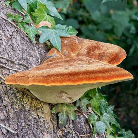 Big Sheath Mushroom Identification Lookalikes And Edibility Mushroom Appreciation