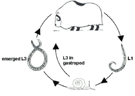 Indirect Life Cycle Of Lungworms Metastrongylus Species Source [28] Download Scientific