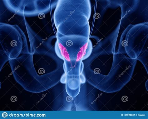 The Seminal Vesicles Stock Illustration Illustration Of Anatomy