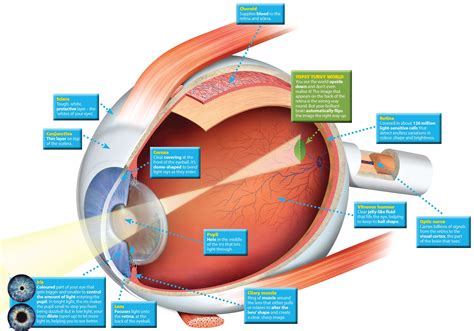 Eye Structure Worksheet
