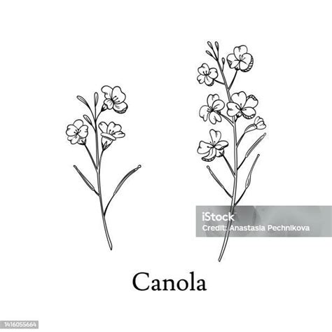 카놀라 손으로 그린 벡터 일러스트레이션은 흰색 배경에 고립되어 있습니다 카놀라 또는 유채 씨앗 허브 블랙 라인 세트 유채꽃에 대한 스톡 벡터 아트 및 기타 이미지 Istock