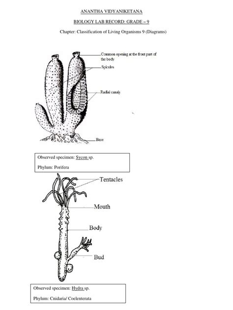 Lab Record And Project Details Classification Seed Germination
