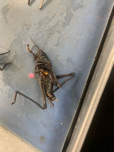 Biology For Majors Diversity Flashcards Quizlet